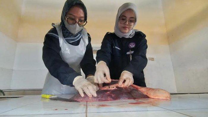 RPH Kabupaten Temukan Seekor Sapi Kurban Terinfeksi Cacing Hati ...