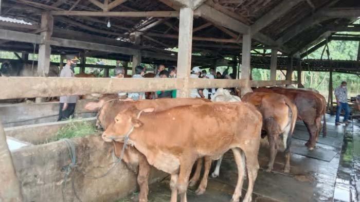 Jumlah Ternak Sapi yang Terinfeksi Penyakit Mulut dan Kuku (PMK) di ...