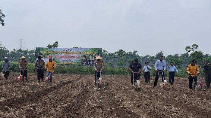 Program Penanaman Jagung untuk Dukung Swasembada Pangan Nasional di ...