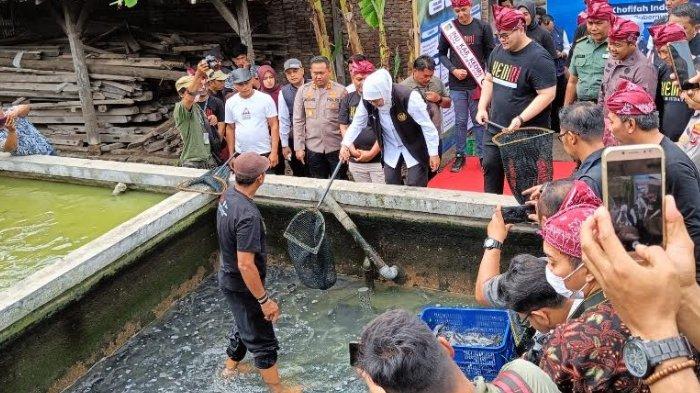 Dalam Sehari, Republik Lele di Pare Kediri Panen 8 Sampai 10 Ton ...