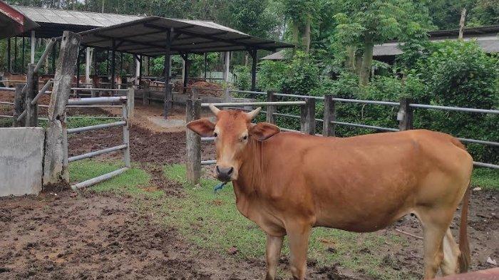 Sapi Galekan Khas Kabupaten Trenggalek Terancam Punah, Disnak ...
