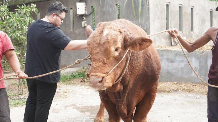 Bupati Mas Dhito Beli Empat Sapi Jumbo untuk Kurban Idul Adha di Kediri ...
