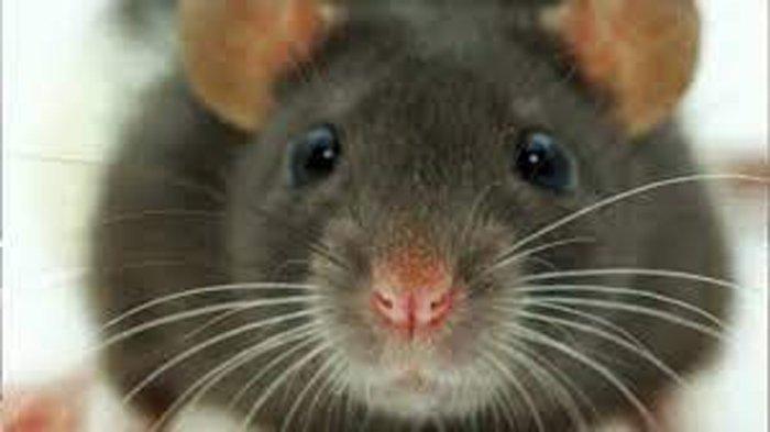 Dinkes Tulungagung Membedah Sampel Tikus di Lingkungan Terjangkit ...