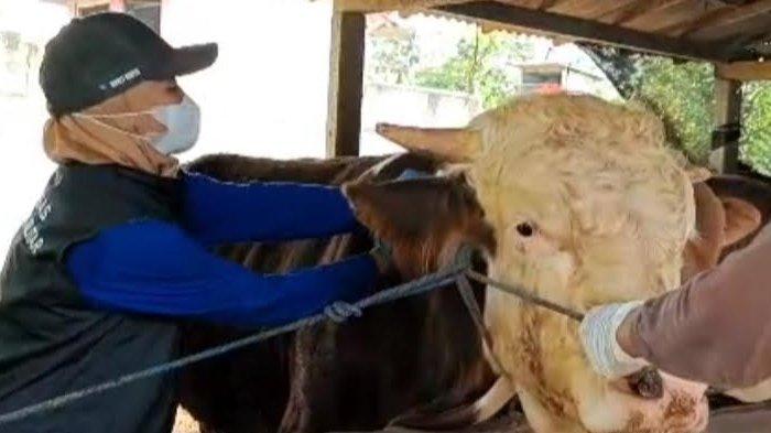 Jumlah Kasus LSD pada Sapi di Kota Blitar Meningkat, Ada 70 Kasus ...