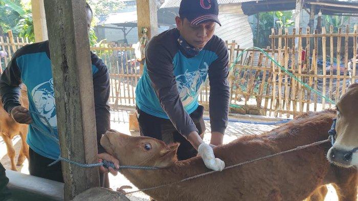 DKPP Kota Blitar Mulai Lakukan Vaksinasi LSD untuk Cegah Penularan ...