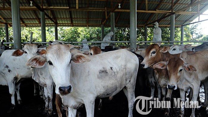 Mengenal Penyakit PMK pada Sapi, Kambing dan Babi, Serta Cara Penularan ...