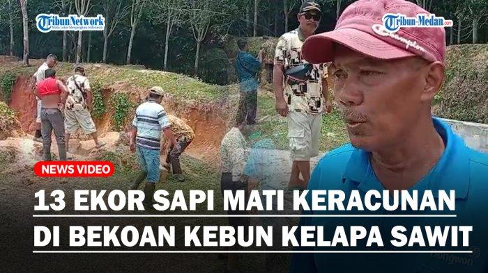 13 Ekor Sapi Mati di Bekoan Kebun Kelapa Sawit Asahan, Diduga Karena Keracunan - Tribun-medan.com
