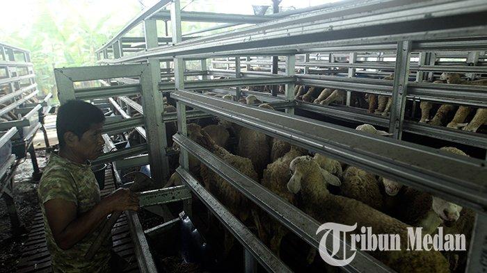 Berita Foto: Jelang Hari Raya Idul Adha, Penjualan Kambing Untuk Kurban ...