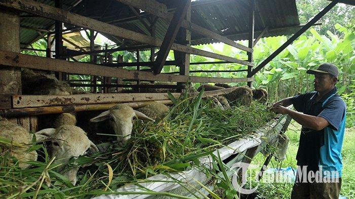 Berita Foto: Jelang Hari Raya Idul Adha, Penjualan Kambing Untuk Kurban ...