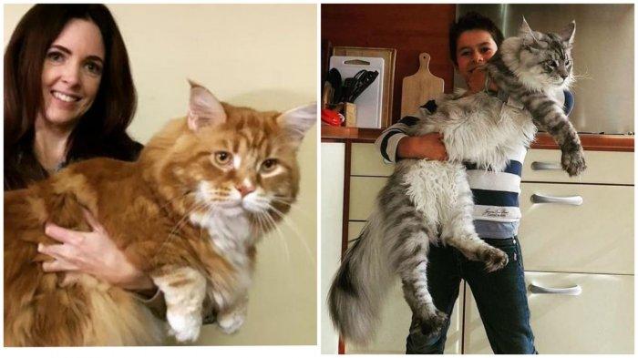 20 Kucing Raksasa Santap Tubuh Pemiliknya saat Pingsan, Jenazah ...