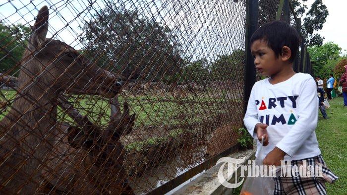 Berita Foto: Wisata Gratis Sembari Melihat Rusa di Taman Kampus ...