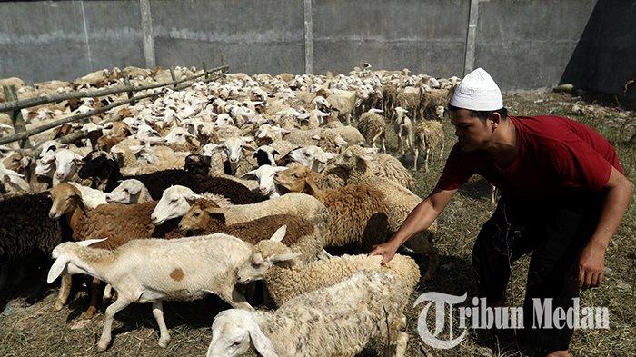 13 Tata Cara Menyembelih Hewan Kurban Beserta Bacaan Doa dan Adab yang ...