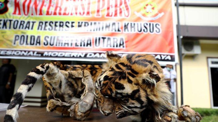 Foto-Foto Pengungkapan Kasus Perdagangan Kulit Satwa Dilindungi - Tribun-medan.com