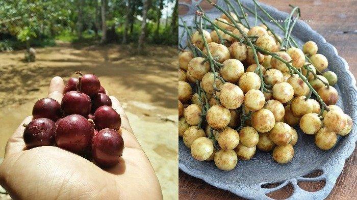 Ragam Buah Asli Indonesia yang Jarang Diketahui, Apakah Kamu Pernah ...