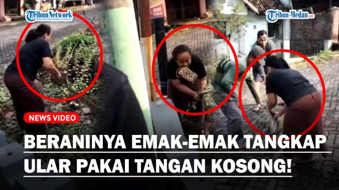 Aksi Heroik Emak-emak Nekat Tangkap Ular Besar dengan Tangan Kosong di Selokan - Tribun-medan.com