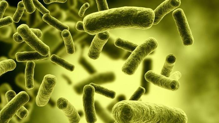 Mengenal Bacillus cereus, Bakteri yang Ada pada Latiao dan Memicu ...