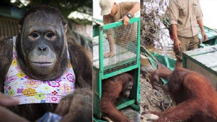 KABAR TERKINI Pony, Orangutan yang Dijadikan Pelacur di Kalimantan ...