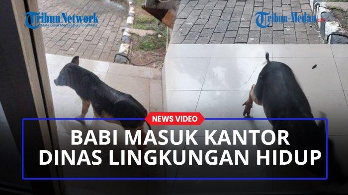 Bikin Heboh, Seekor Babi Masuk Kantor Dinas Lingkungan Hidup DKI ...