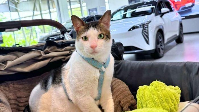 Fakta Menarik Bobby Kertanegara, Kucing Prabowo yang Dikawal Paspamcing ...