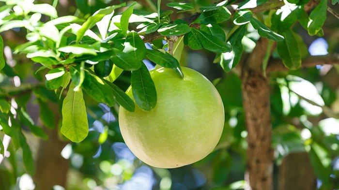Manfaat Buah Berenuk Untuk Kesehatan Tubuh, Satu Tanaman Beragam ...