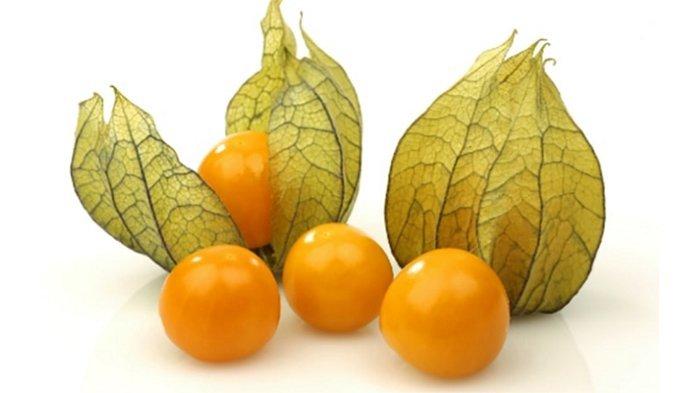 5 Manfaat Buah Ciplukan untuk Kesehatan, Dapat Menjaga Mata dan Tulang ...