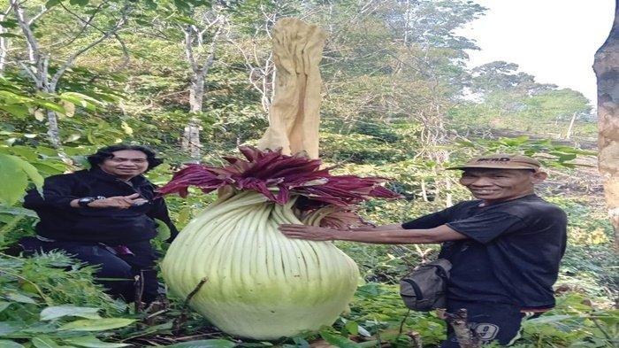 Bunga Bangkai Raksasa yang Ditemukan Warga Selangit Sumsel Tumbuh Subur ...
