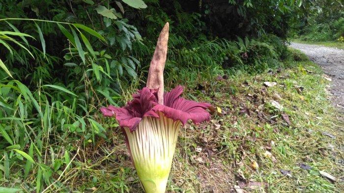Bunga Bangkai Tumbuh Mekar di Pinggir Jalan Dolok Panribuan, Jadi ...