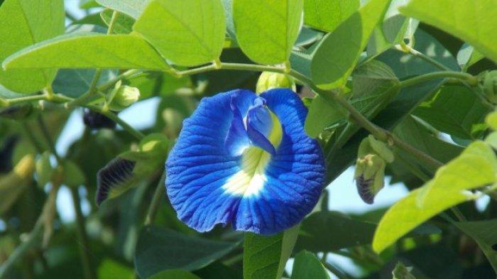 7 Manfaat Bunga Telang, Banyak Dijadikan Menu Minuman dan Makanan di ...