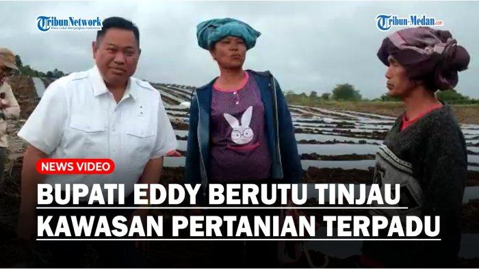 Momen Eddy Berutu Bercengkrama Dengan Petani di Kawasan Pertanian Terpadu - Tribun-medan.com
