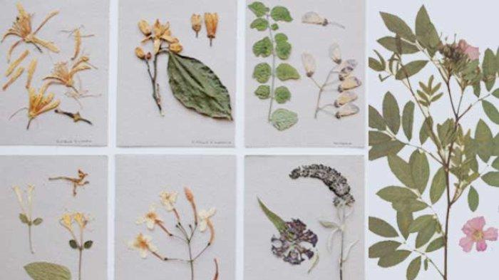 Materi Belajar: Cara membuat preparat awetan Basah dan Kering pada ...