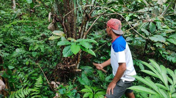 Semangat Petani Salak Binaan BRI di Bali, Perluas Usaha Lewat ...