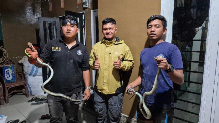 Damkar Karo Evakuasi Sepasang Ular dari Plafon Rumah Warga Berastagi ...