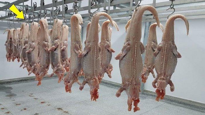 Harga Daging Babi Melonjak Tinggi, Masyarakat Thailand Beralih ke ...