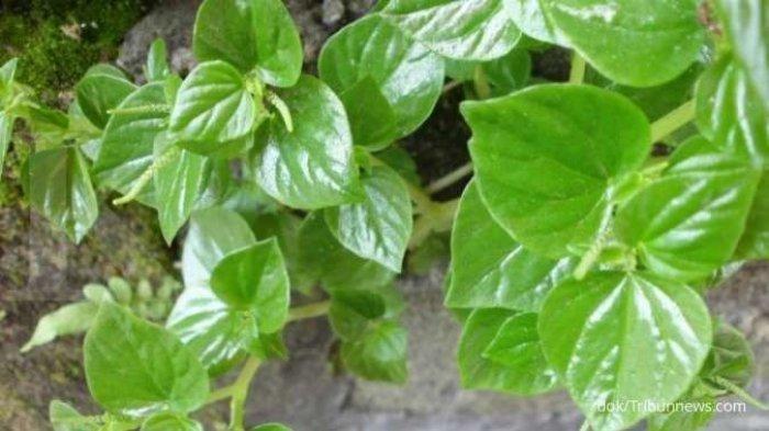 Manfaat Daun Sirih Cina untuk Obati Asam Urat, Berikut Cara Mengolahnya ...