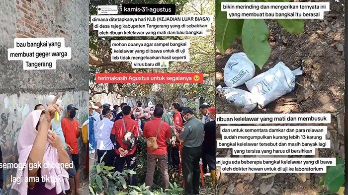 GEGER Warga Temukan Ribuan Kelelawar Mati, Bau Menyengat, Bangkai Sampai 13 Karung - Tribun ...