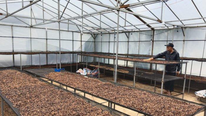 Green Bean, Kopi Sipirok Asal Tapanuli Selatan yang Tembus Pasar ...