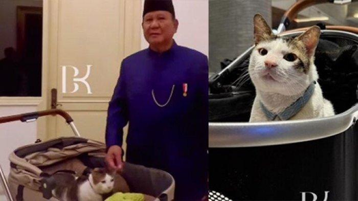 HARGA Stroller Bobby Kucing Kesayangan Prabowo Disorot, Ikut Pindah ke ...