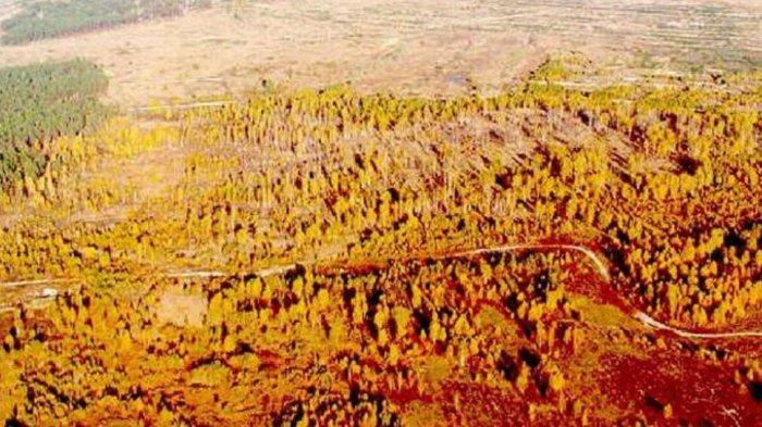 TENTARA Rusia yang Nekat Konvoi di Red Forest Chernobyl, Kini Alami ...