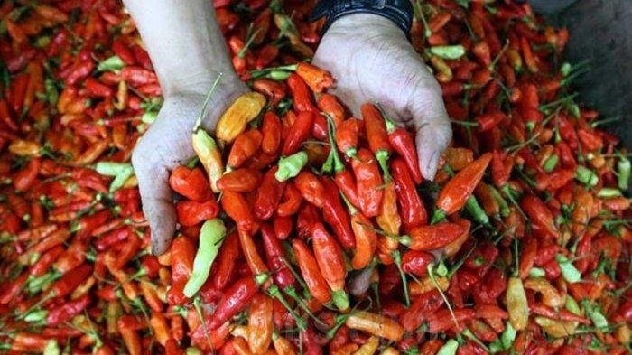 HARGA Cabai Rawit Kian Naik, 1 Kilogram Sampai Rp 80 Ribu, Ternyata Ini Penyebabnya - Tribun ...