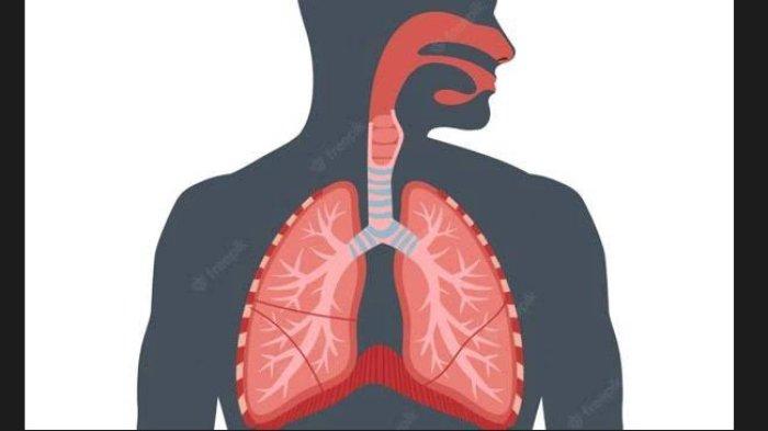 Mengenal Bronkus dan Fungsinya serta Penyakit yang Menganggunya ...