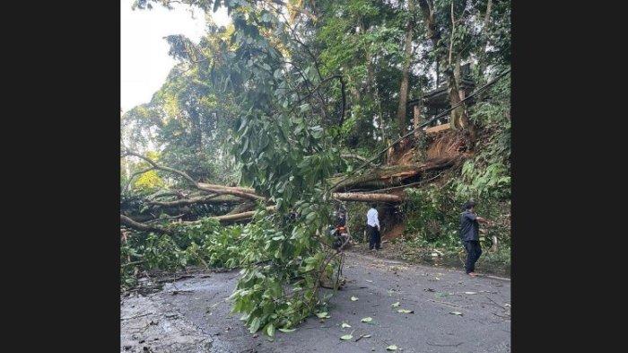 Jalur Medan-Berastagi Terputus, Pohon Tumbang Menutup Jalan di ... Jalur Medan-Berastagi Terputus, Pohon Tumbang Menutup Jalan di ...