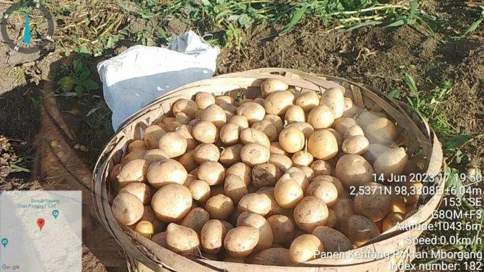 Program Ketahanan Pangan Pakpak Bharat - Semangatnya Petani saat Panen Kentang Varietas Granola ...