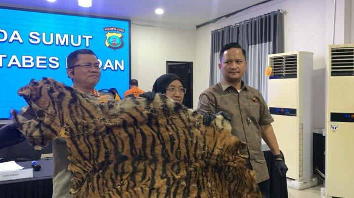 Jual Kulit Harimau Sumatera, 2 Pria Ini Tidak Sadar Pembelinya Polisi ...