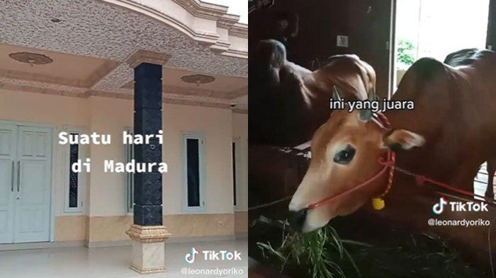 VIRAL Rumah Mewah Jadi Kandang Sapi, Netizen: Di Atas Langit Ada Orang ...