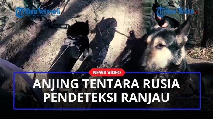 ANJING Tentara Rusia Deteksi Ranjau yang Ditinggalkan Angkatan ...