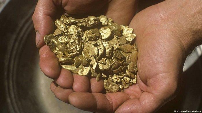 1,6 Kg Emas dari Tambang Ilegal di Bungo Disita Polisi, Hampir ...