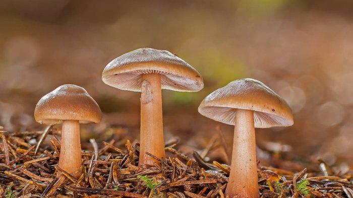 Klasifikasi Jamur dan Contohnya, Materi Belajar Biologi Kelas 10 ...