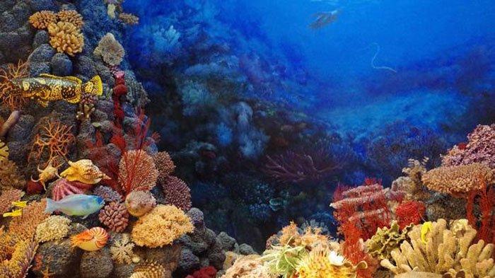 Kunci Jawaban : Klasifikasi Porifera dan Peranan Porifera dalam ...