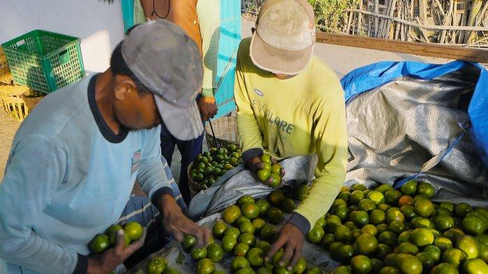 BRI Dorong Pertanian Berkelanjutan di Desa Semboro Melalui Program ...