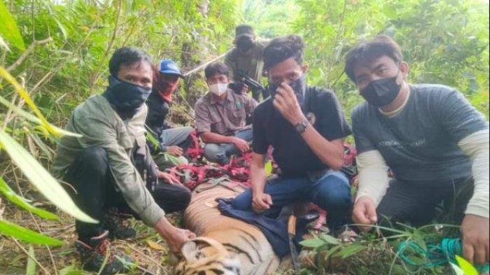 Harimau Sumatera yang Terkam Dua Petani Dikabarkan Mati, Begini Kata ...